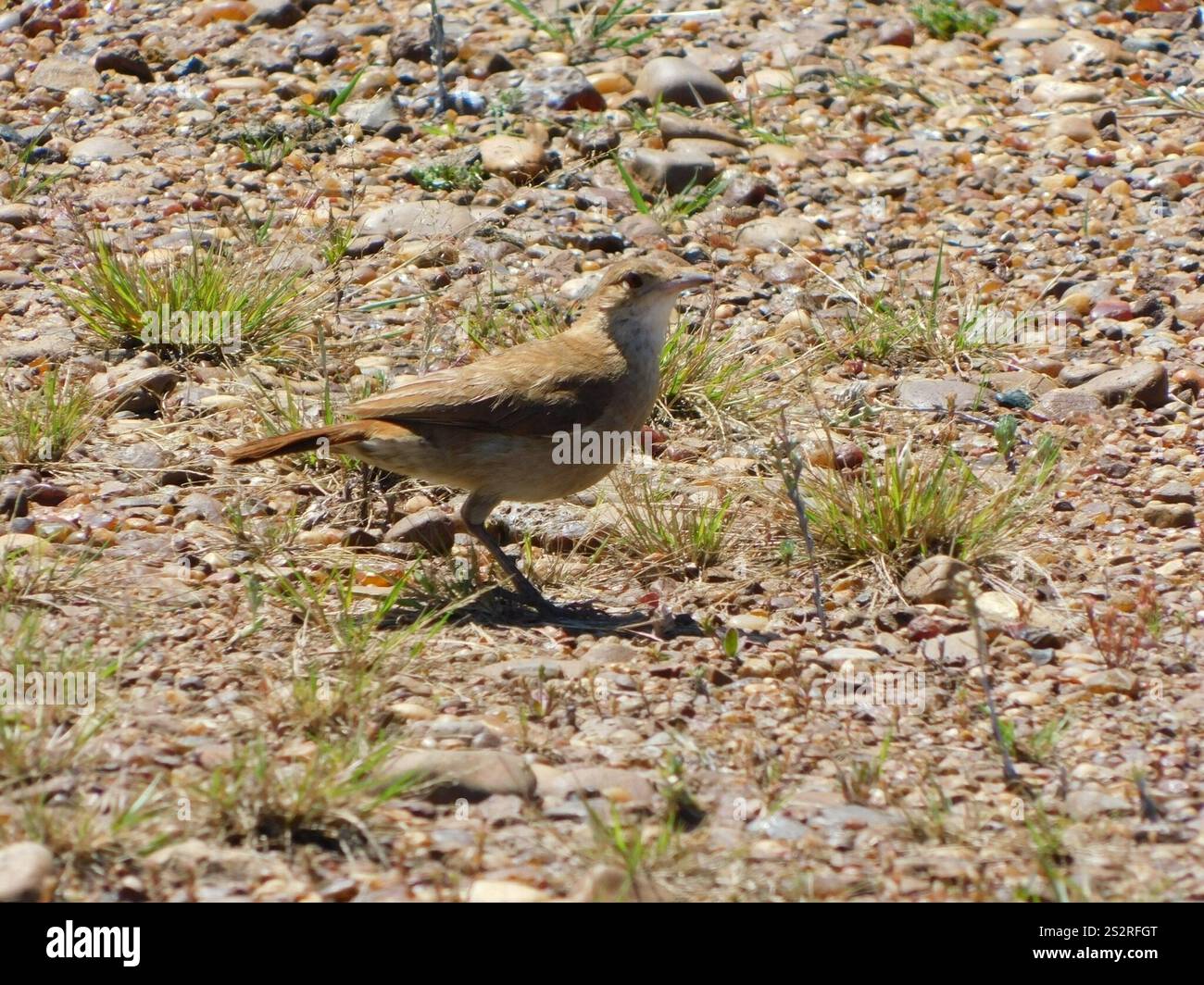 Rufous Hornero (Furnarius rufus Stock Photo - Alamy