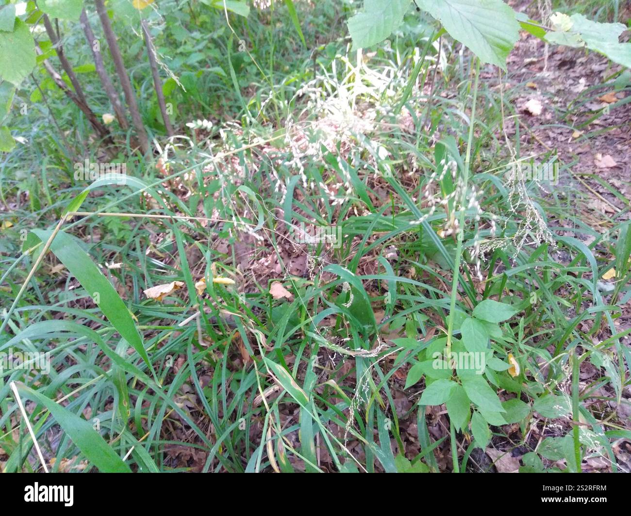 Wood Millet (Milium effusum Stock Photo - Alamy