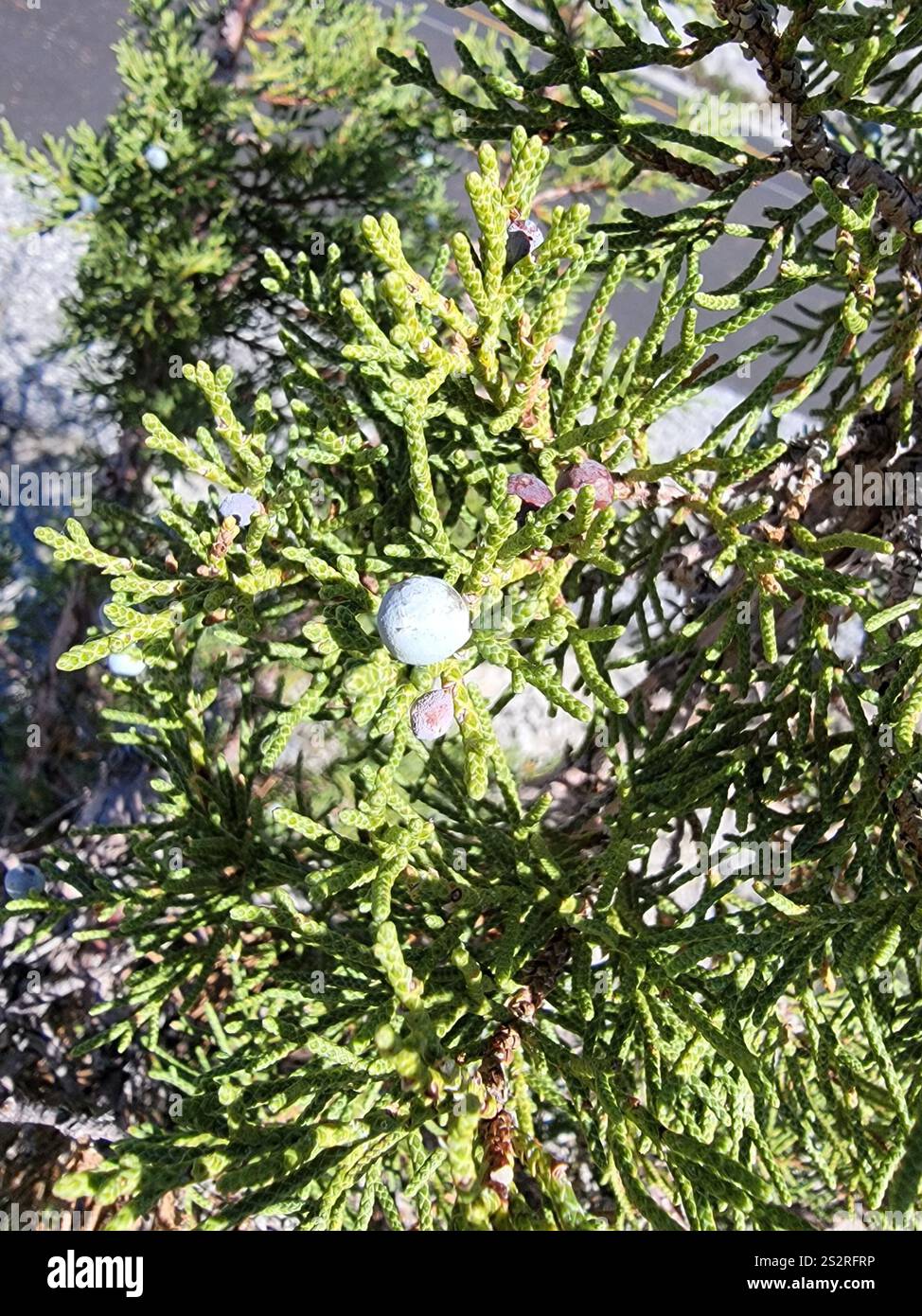 Sierra juniper (Juniperus grandis Stock Photo - Alamy