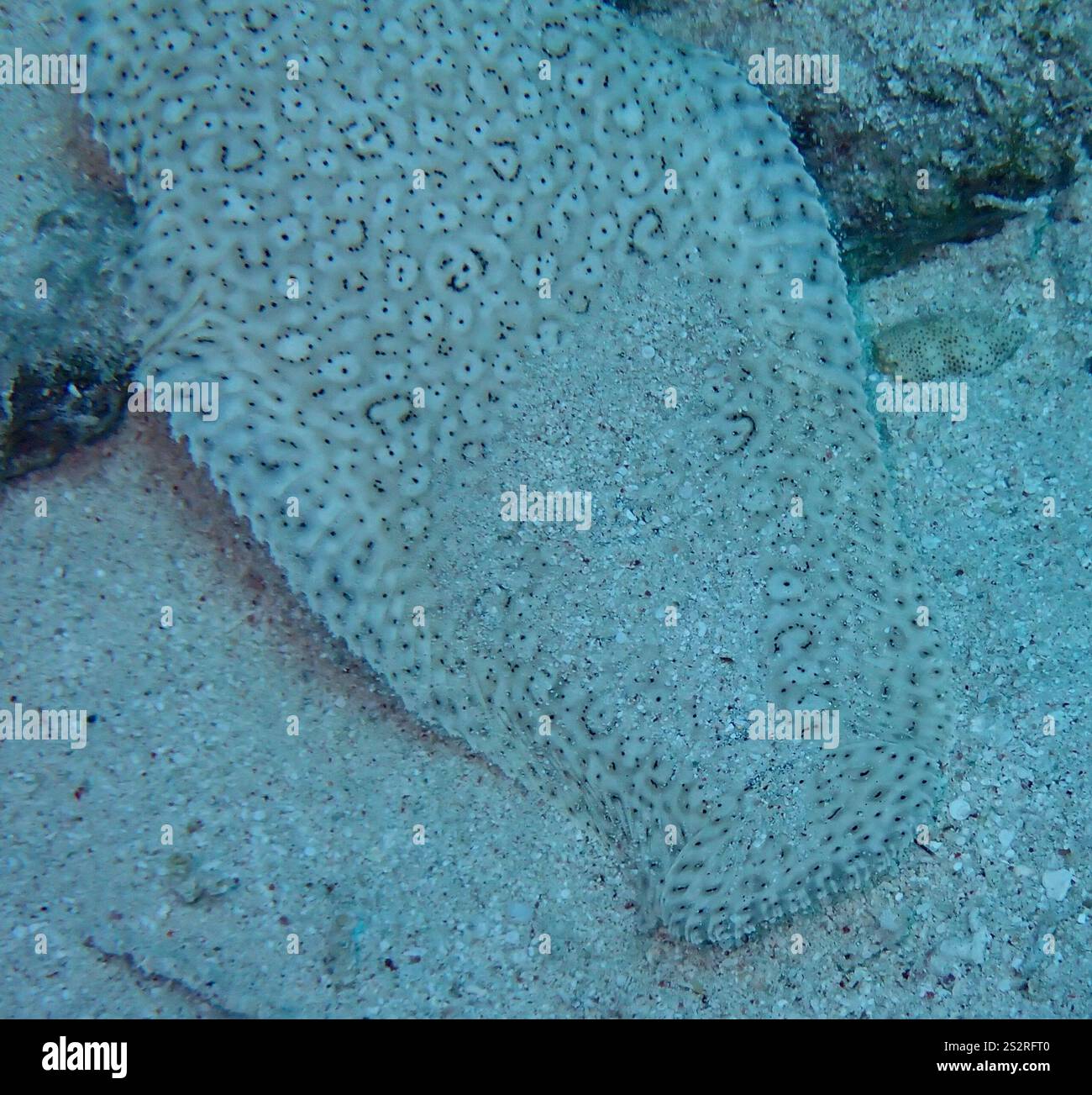 Red Sea Moses Sole (Pardachirus marmoratus Stock Photo - Alamy