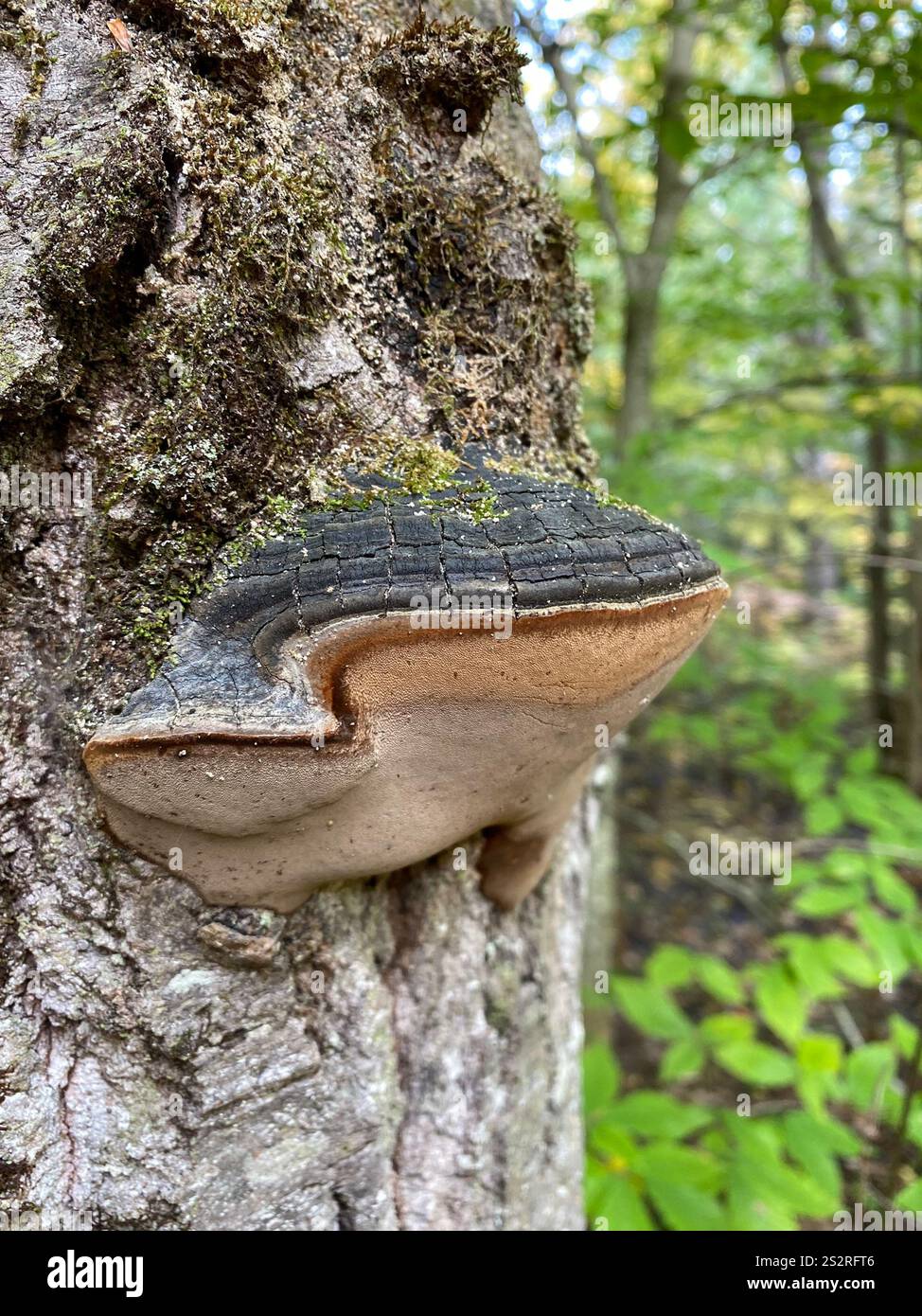 Willow Bracket (Phellinus igniarius Stock Photo - Alamy