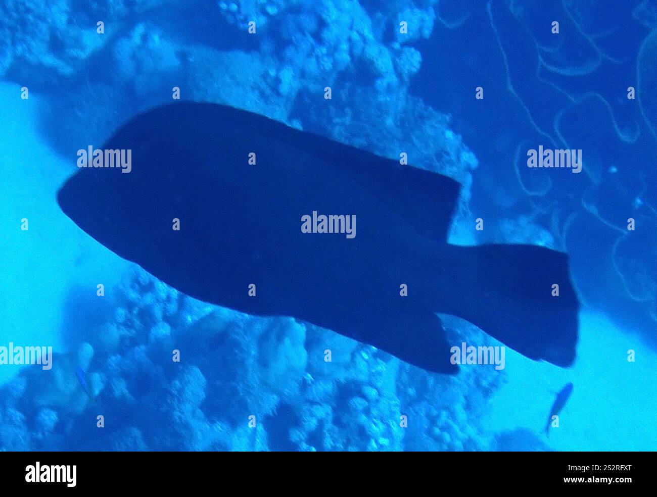 Redmouth Grouper (Aethaloperca rogaa Stock Photo - Alamy
