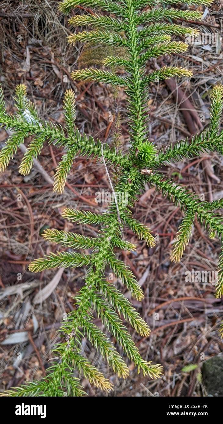 Cook pine (Araucaria columnaris Stock Photo - Alamy