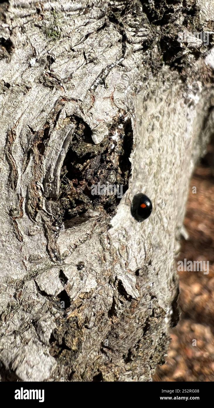 Twice-stabbed Lady Beetle (Chilocorus stigma Stock Photo - Alamy