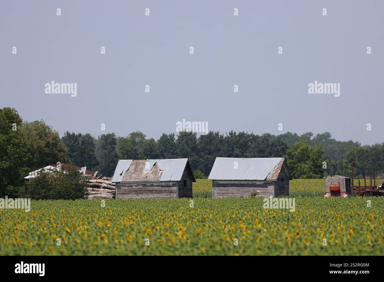 Old farm buildings field sunflowers hi-res stock photography and images ...
