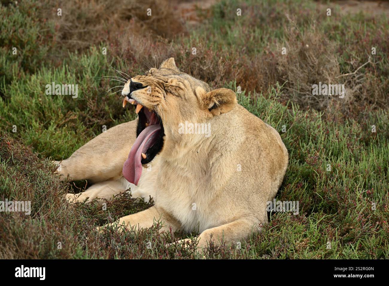 Iconic African Lioness laying down on the grass - safari Stock Photo ...
