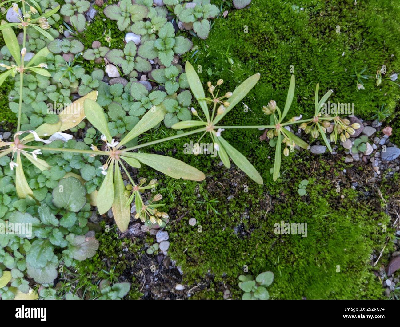 green carpetweed (Mollugo verticillata Stock Photo - Alamy