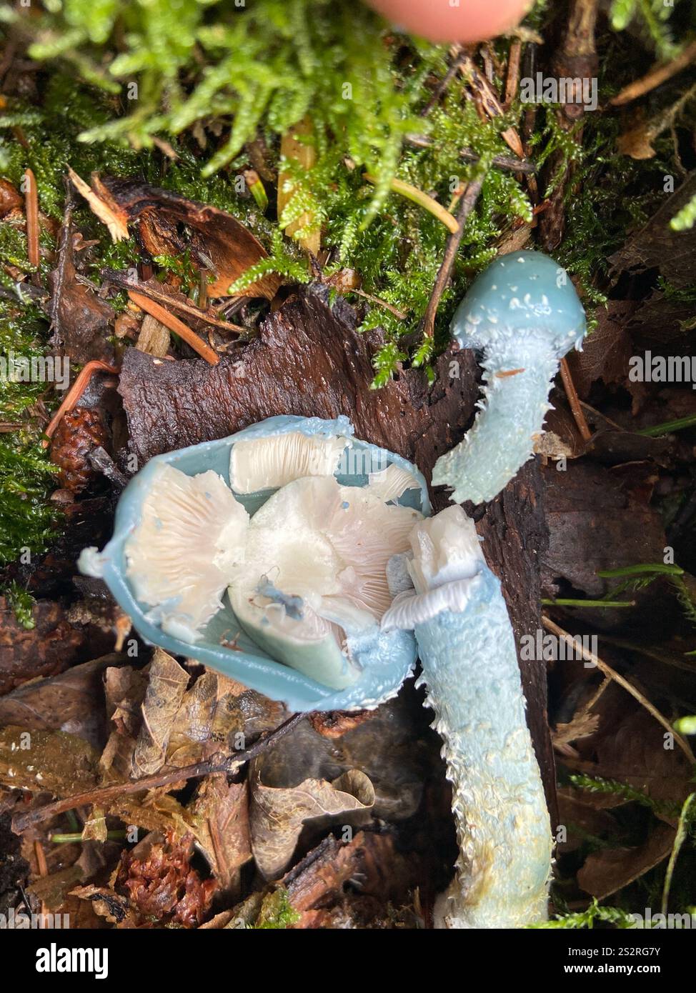 Verdigris Agaric (Stropharia aeruginosa Stock Photo - Alamy
