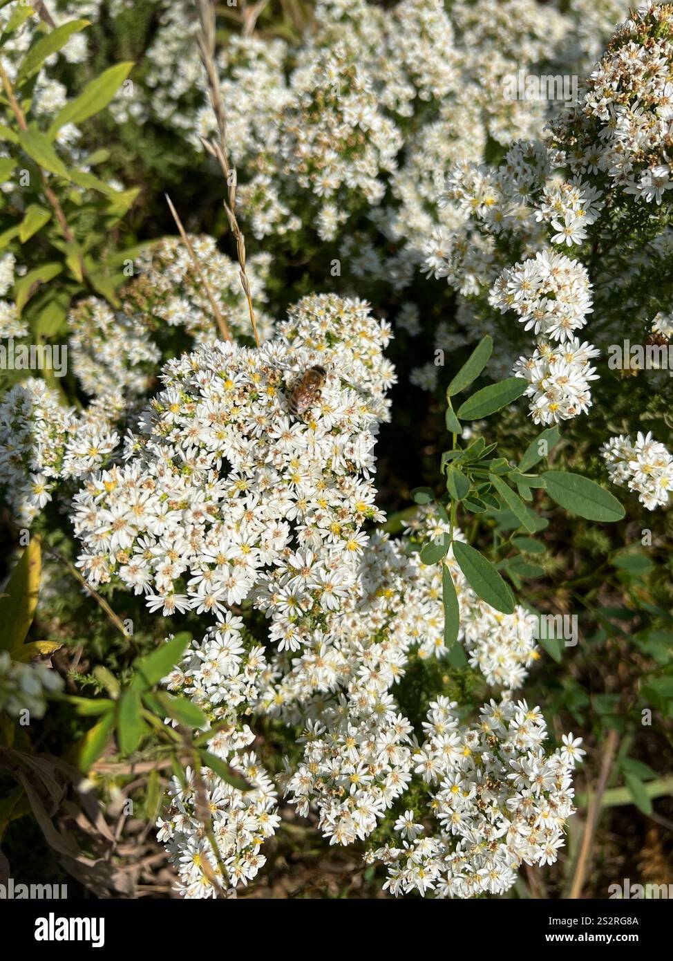 white heath aster (Symphyotrichum ericoides Stock Photo - Alamy