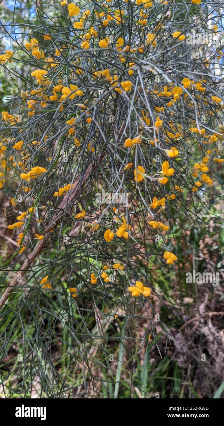 winged broom-pea (Jacksonia scoparia Stock Photo - Alamy