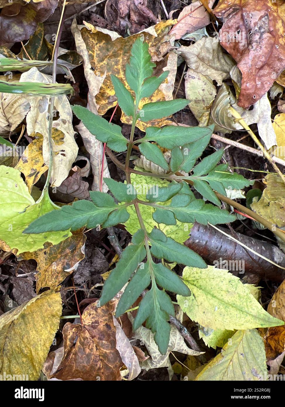 Cutleaf Grapefern (Sceptridium dissectum Stock Photo - Alamy