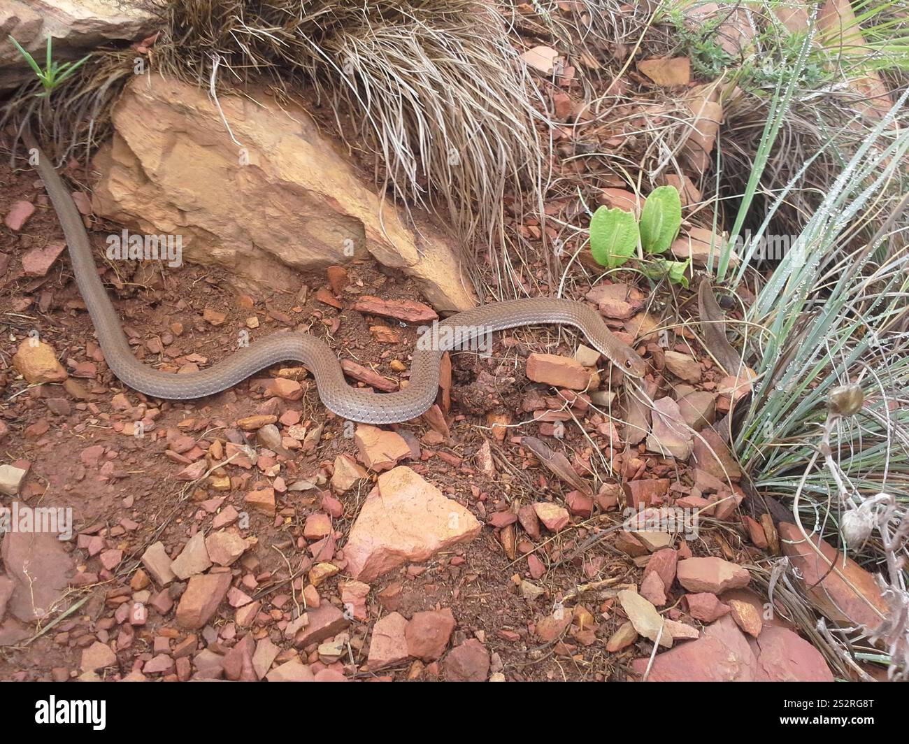 Cross-marked Sand Snake (Psammophis crucifer Stock Photo - Alamy
