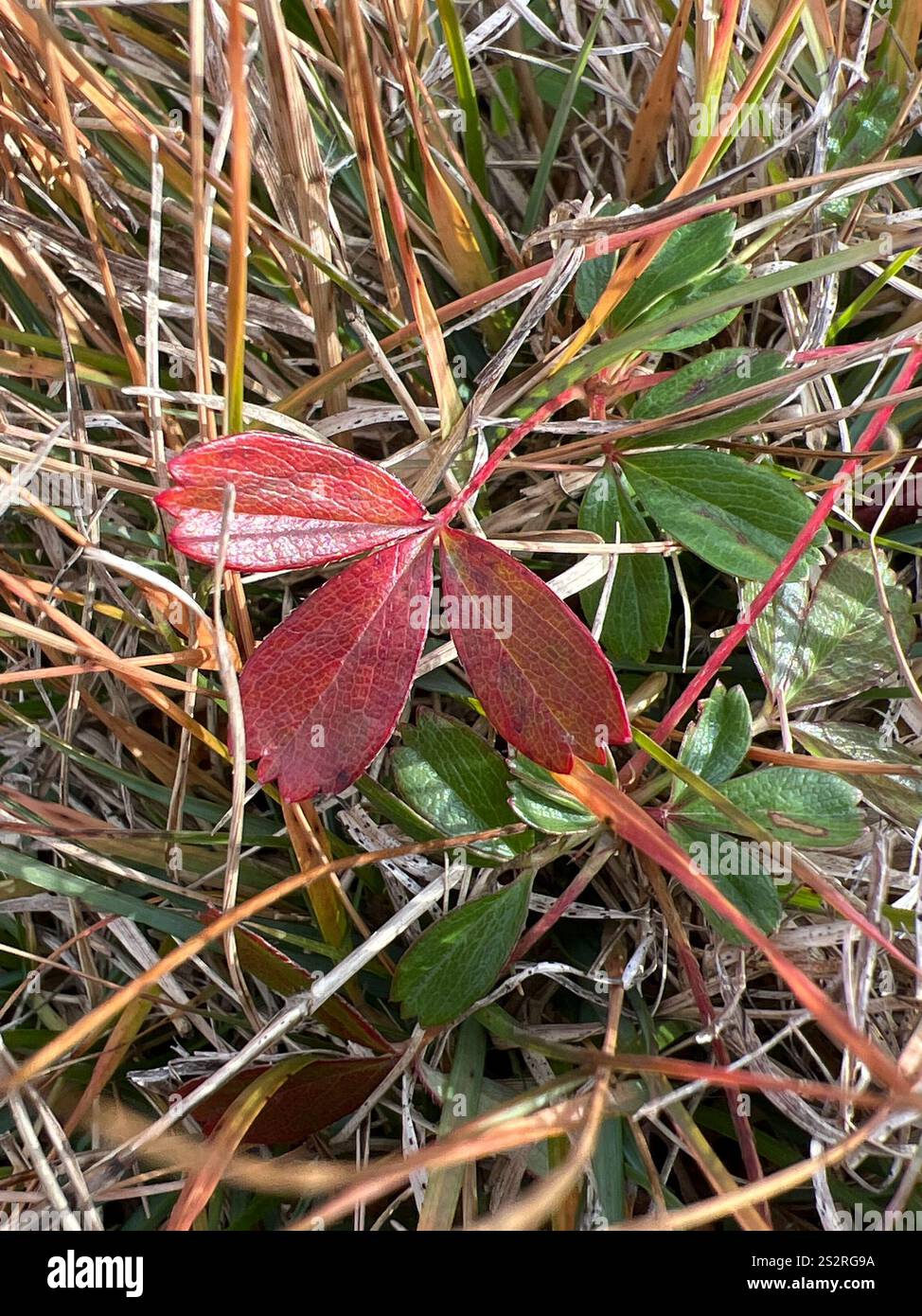 three-toothed cinquefoil (Sibbaldiopsis tridentata Stock Photo - Alamy