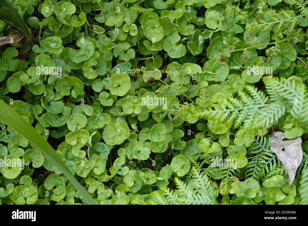kidney weed (Dichondra repens Stock Photo - Alamy