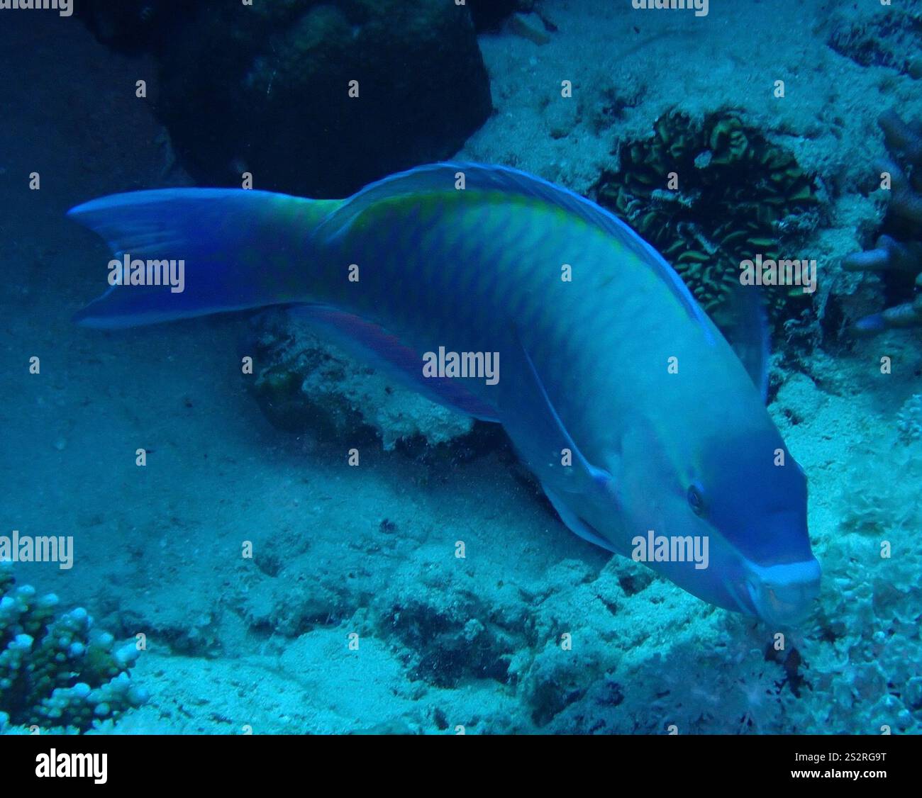 Palenose Parrotfish (Scarus psittacus Stock Photo - Alamy