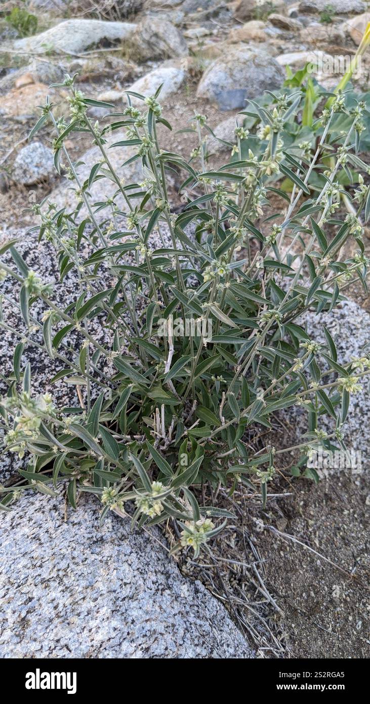 Lance-leaved Ditaxis (Argythamnia lanceolata Stock Photo - Alamy