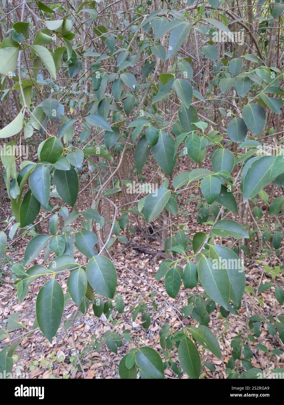 tree privet (Ligustrum lucidum Stock Photo - Alamy
