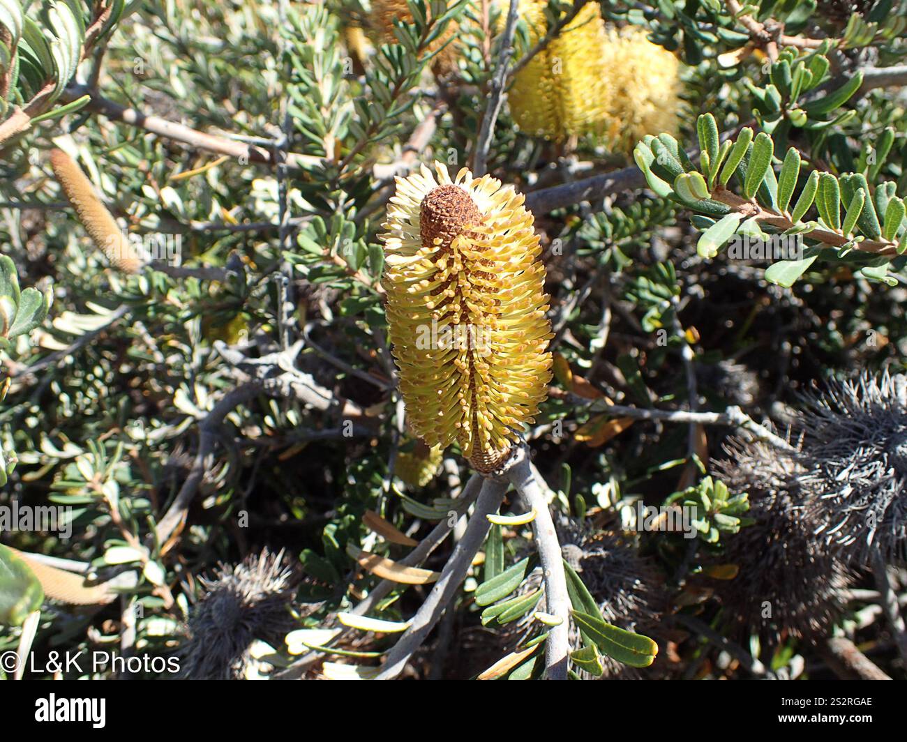 Silver Banksia (Banksia marginata Stock Photo - Alamy