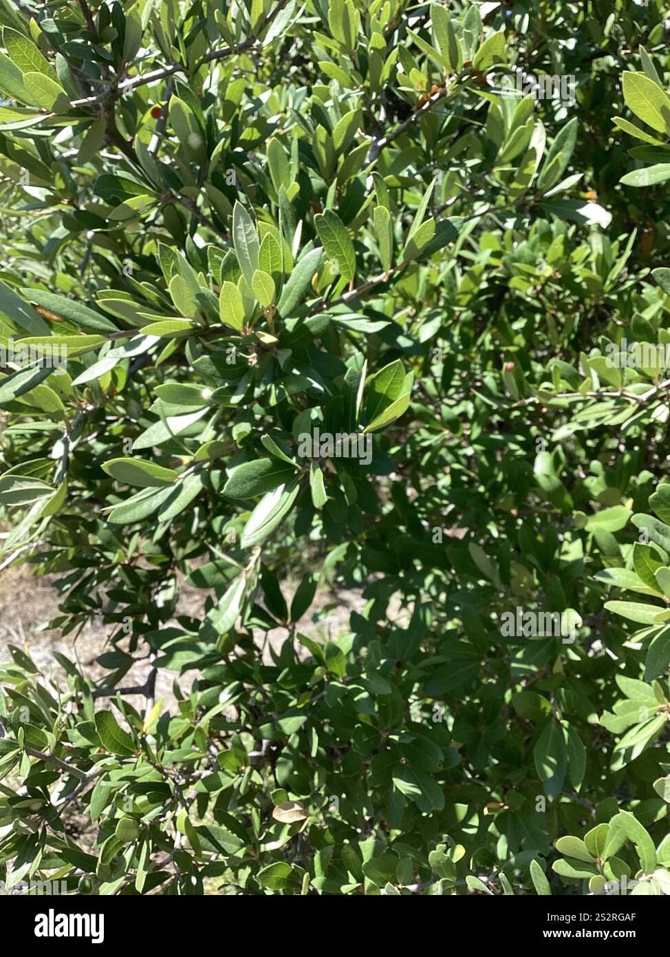 Texas live oak (Quercus fusiformis Stock Photo - Alamy