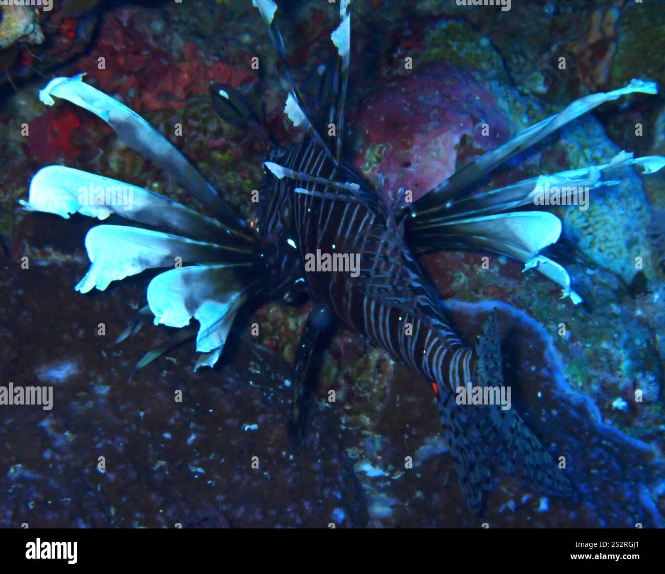 Indian Lionfish (Pterois miles Stock Photo - Alamy