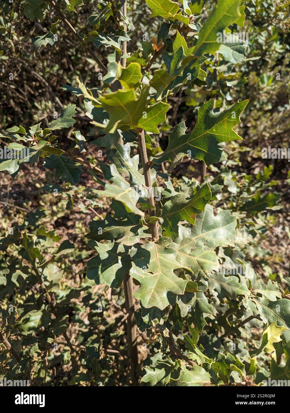 Oracle Oak (Quercus × morehus Stock Photo - Alamy
