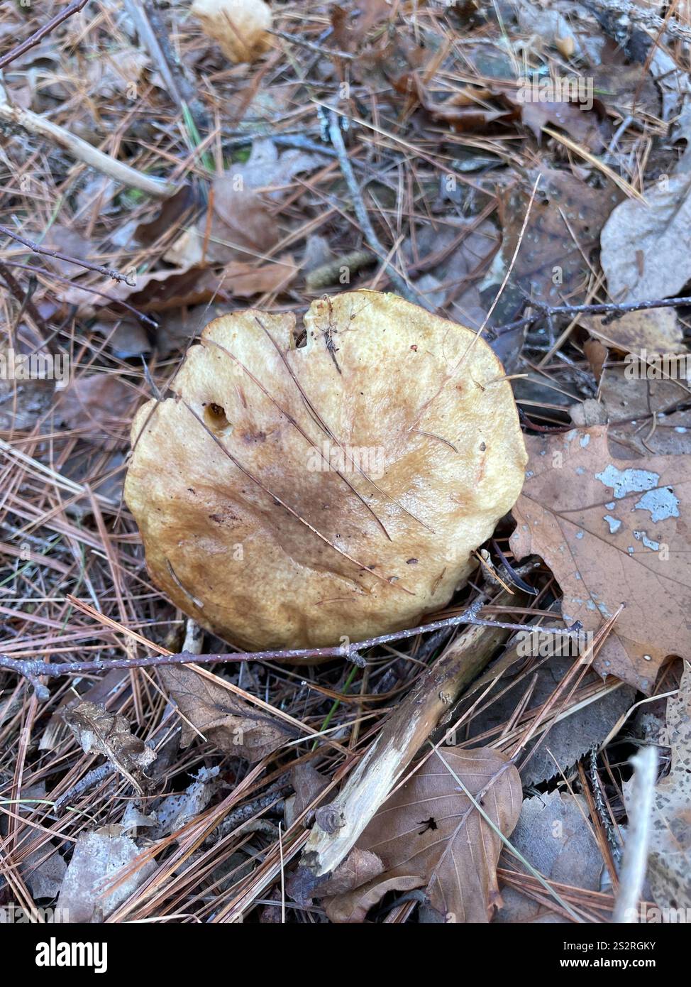 Slippery Jacks (Suillus Stock Photo - Alamy