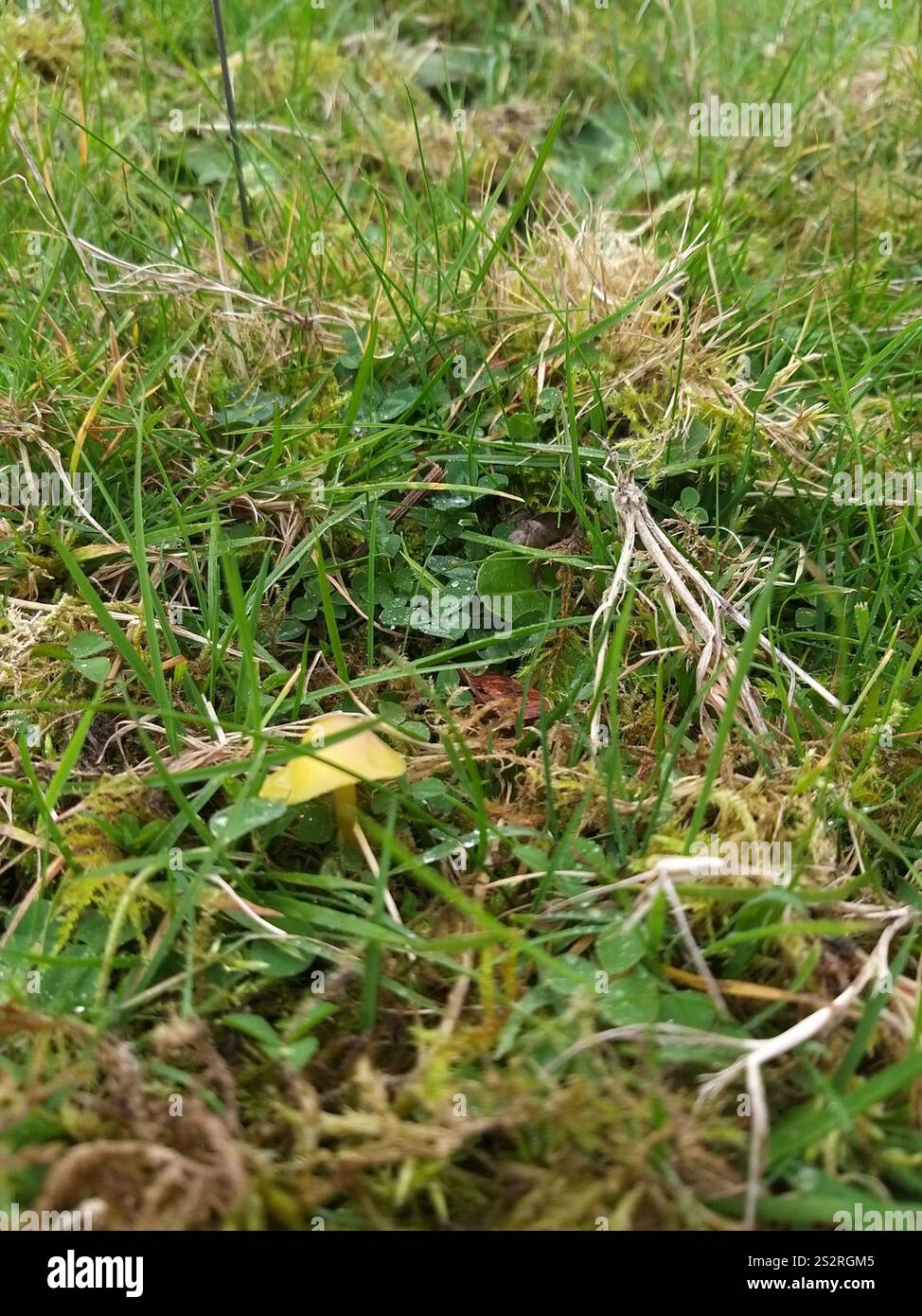 Parrot Mushroom (Gliophorus psittacinus Stock Photo - Alamy