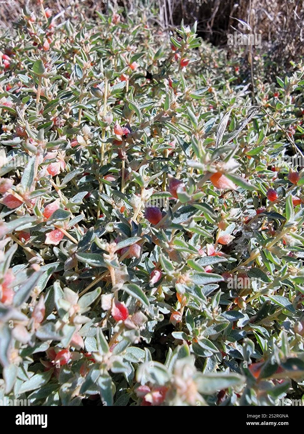 berry saltbush (Atriplex semibaccata Stock Photo - Alamy