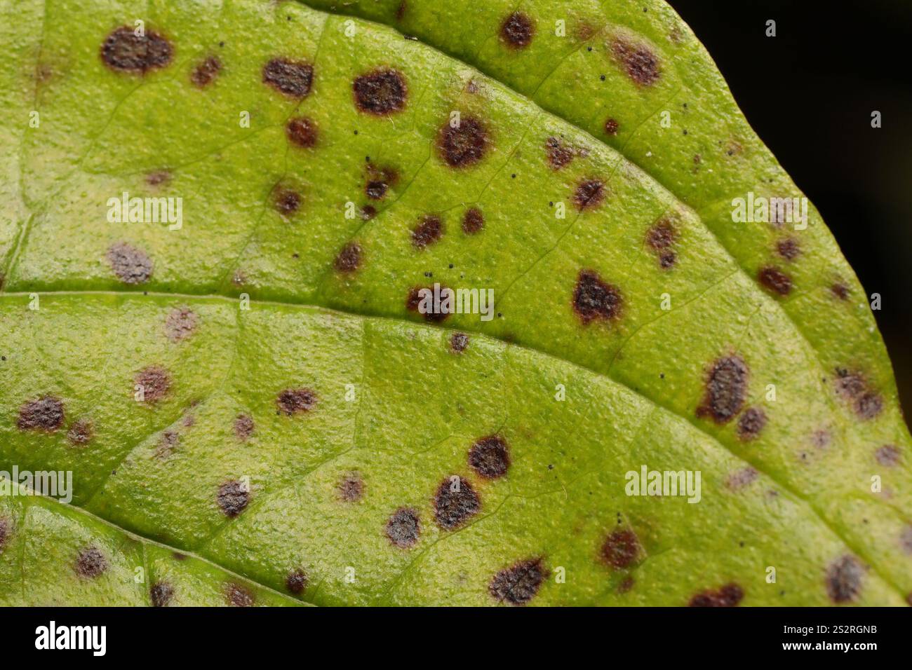 dogwood anthracnose fungus (Discula destructiva Stock Photo - Alamy