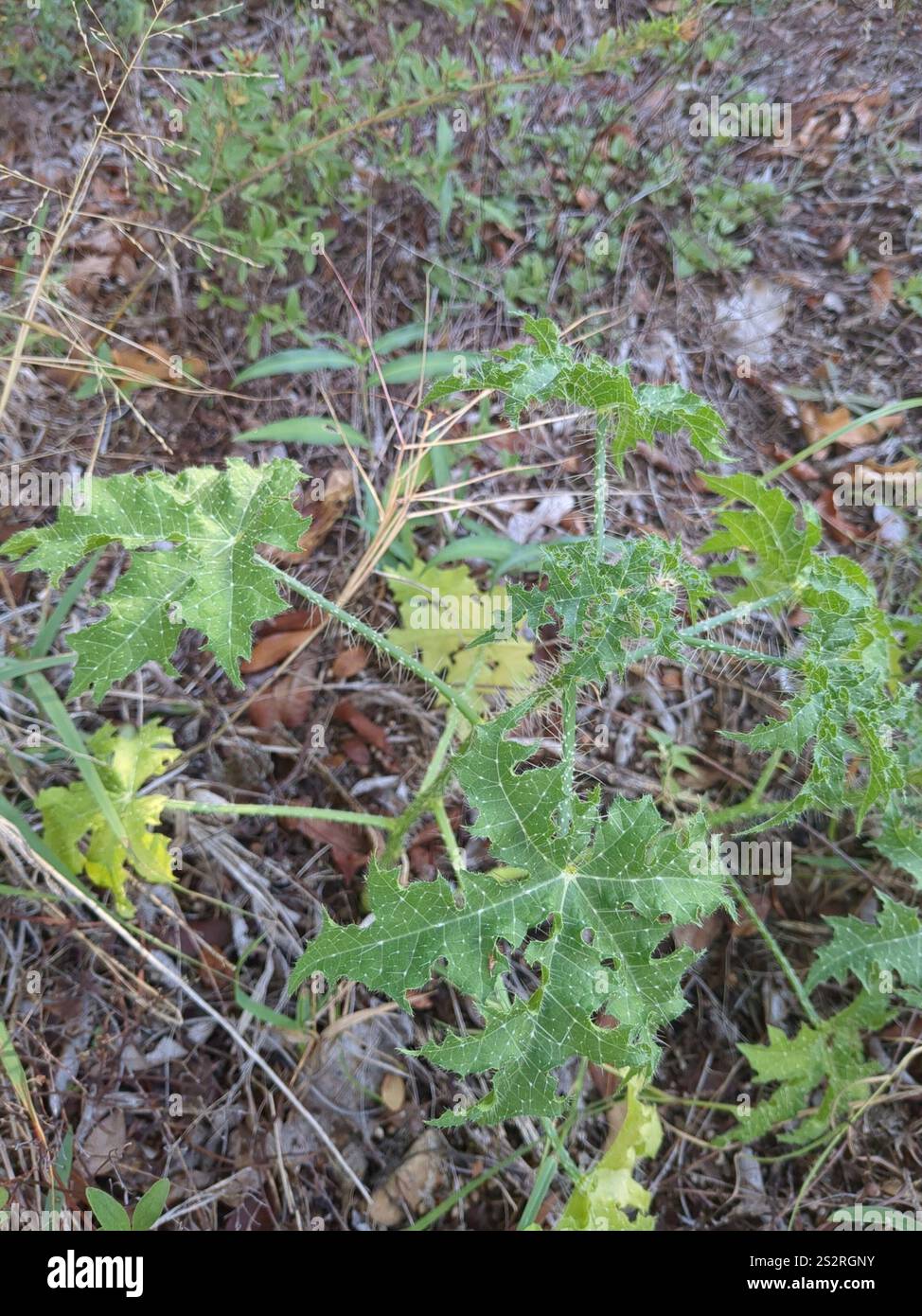 Texas Bull Nettle (Cnidoscolus texanus Stock Photo - Alamy