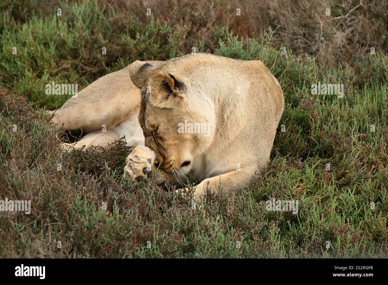 Iconic African Lioness laying down on the grass - safari Stock Photo ...