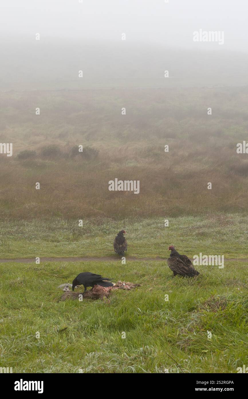 Raven eating dead deer hi-res stock photography and images - Alamy