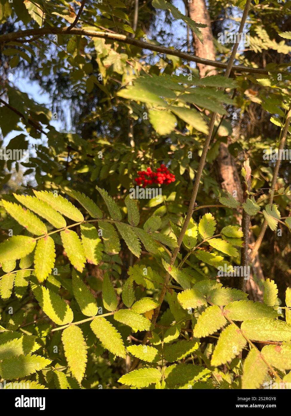 European mountain ash (Sorbus aucuparia Stock Photo - Alamy