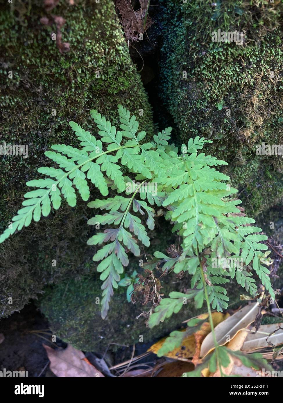 fragile ferns (Cystopteris Stock Photo - Alamy