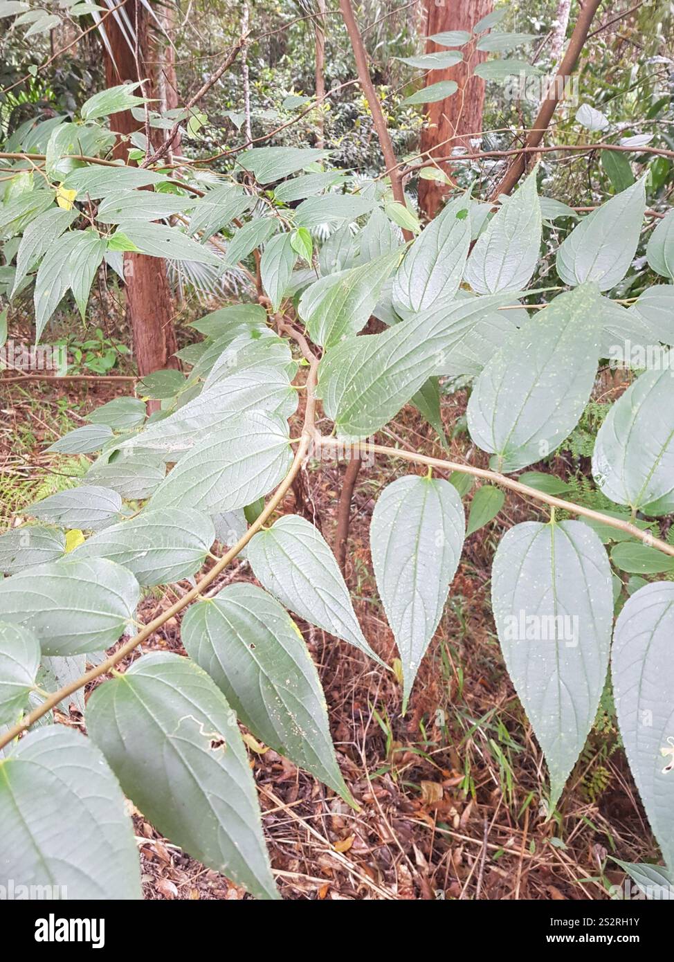 Nettle Tree (Trema tomentosa Stock Photo - Alamy