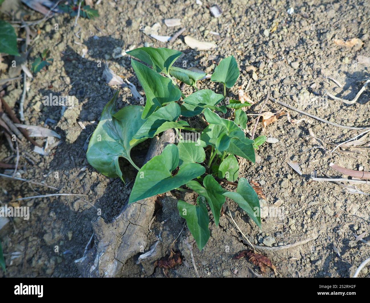 Divaricate Typhonium (Typhonium blumei Stock Photo - Alamy