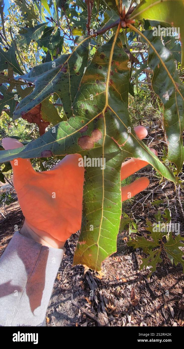 American turkey oak (Quercus laevis Stock Photo - Alamy