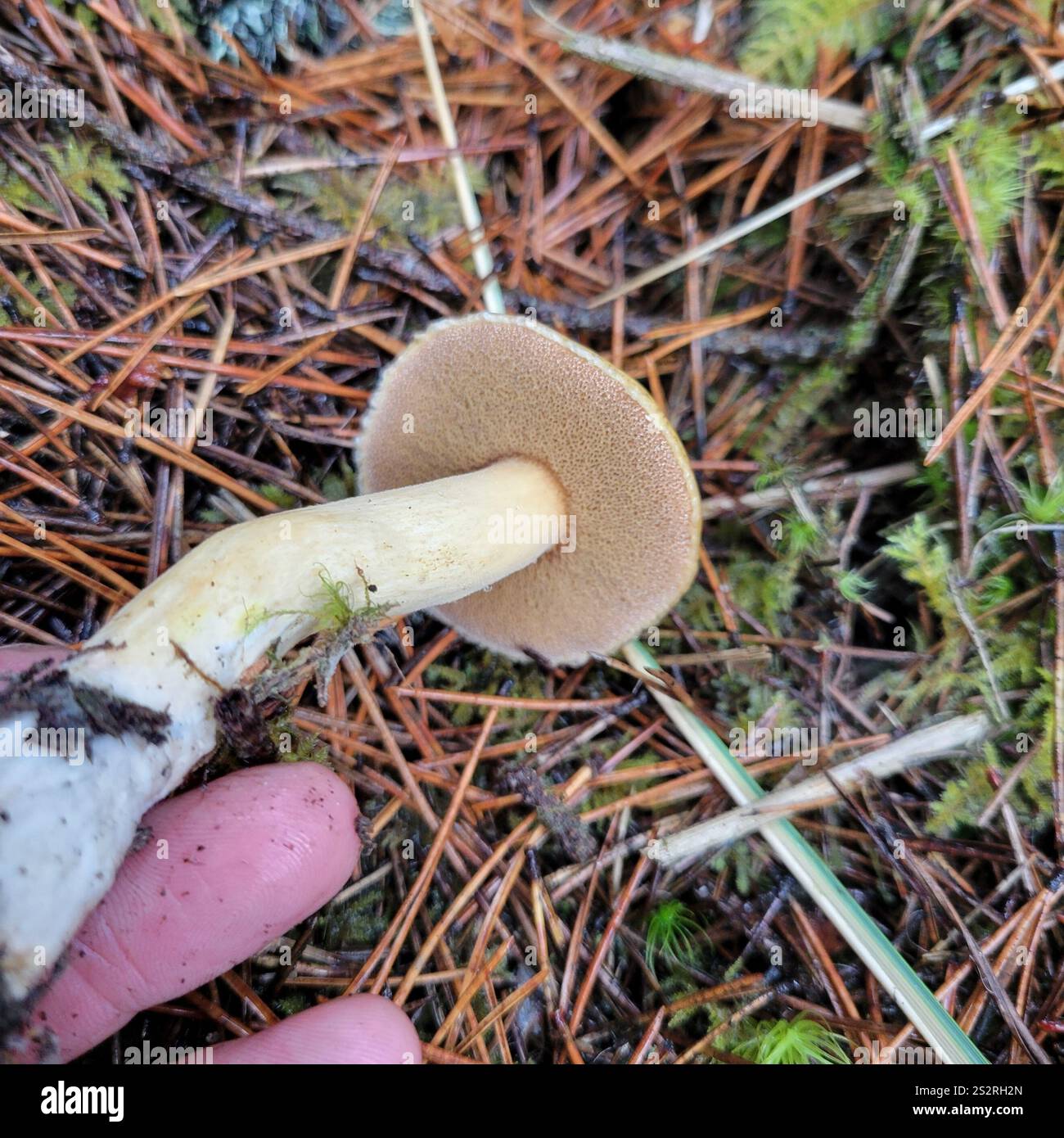 Blue-staining Slippery Jack (Suillus tomentosus Stock Photo - Alamy