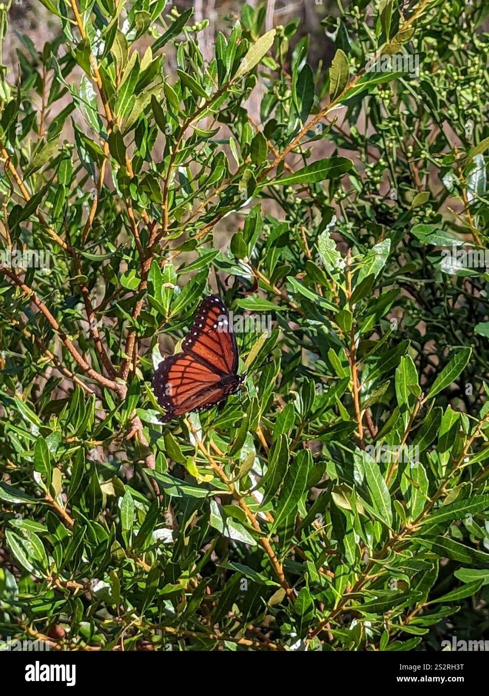 Viceroy (Limenitis archippus Stock Photo - Alamy