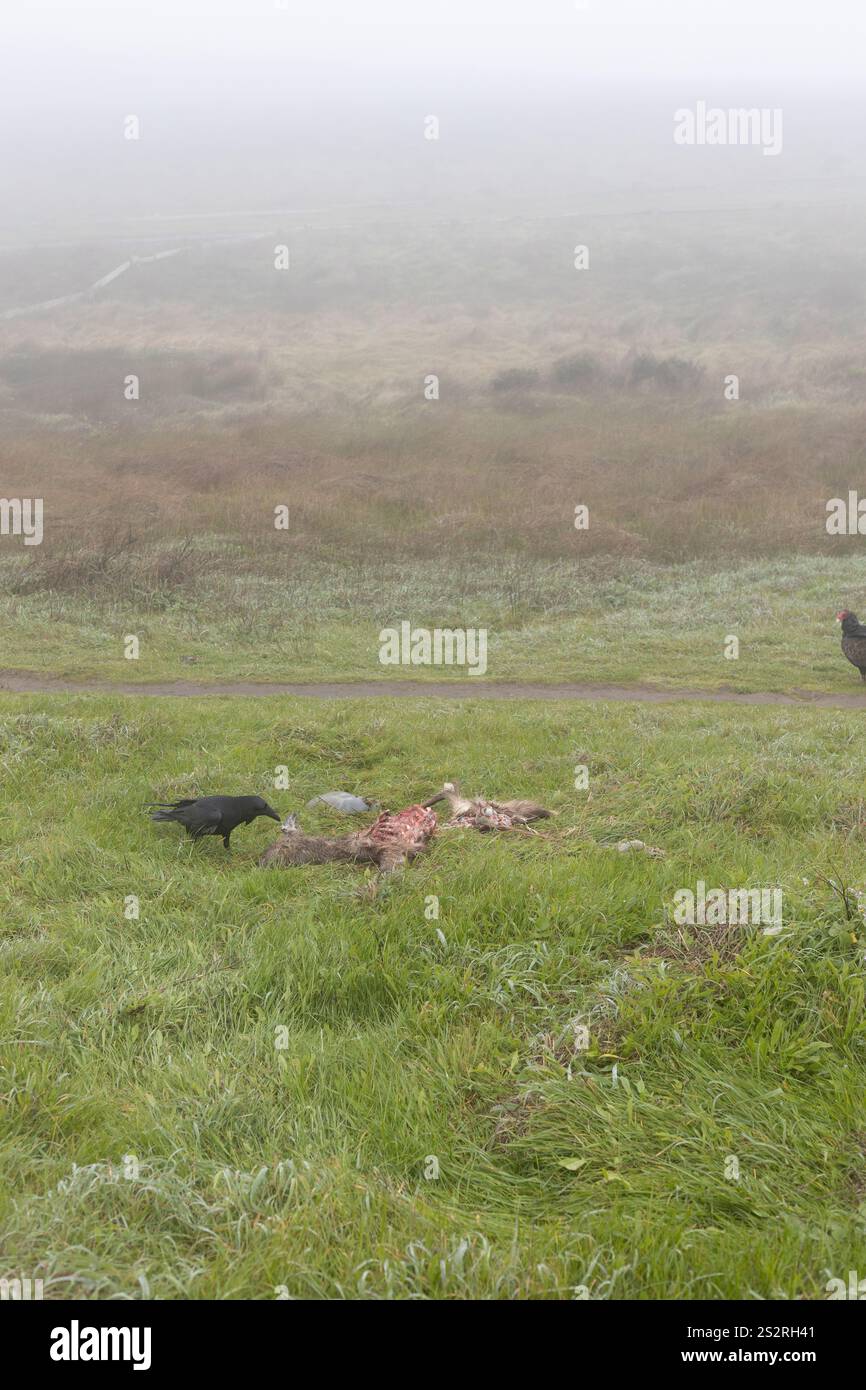 A raven eating a dead deer Stock Photo - Alamy