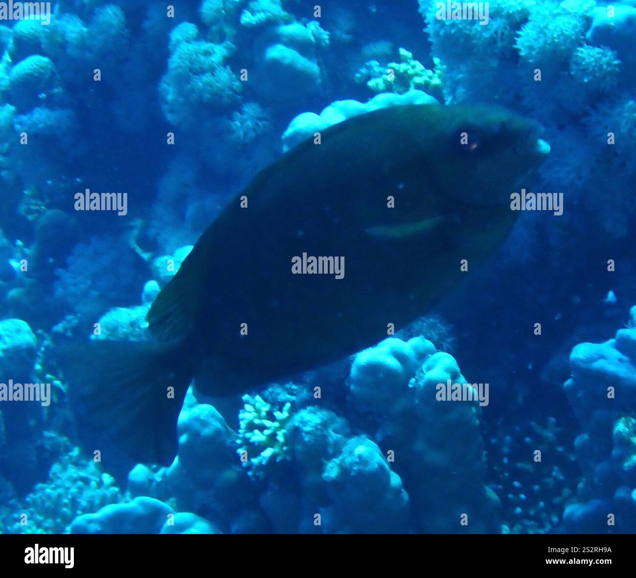 Dusky Spinefoot (Siganus luridus Stock Photo - Alamy