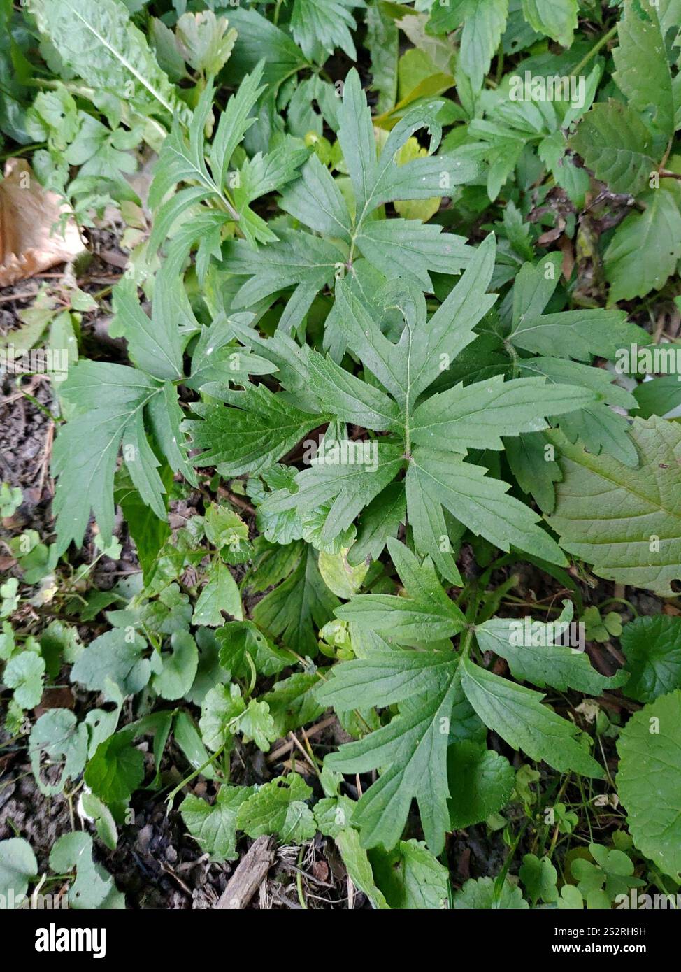 Virginia waterleaf (Hydrophyllum virginianum Stock Photo - Alamy