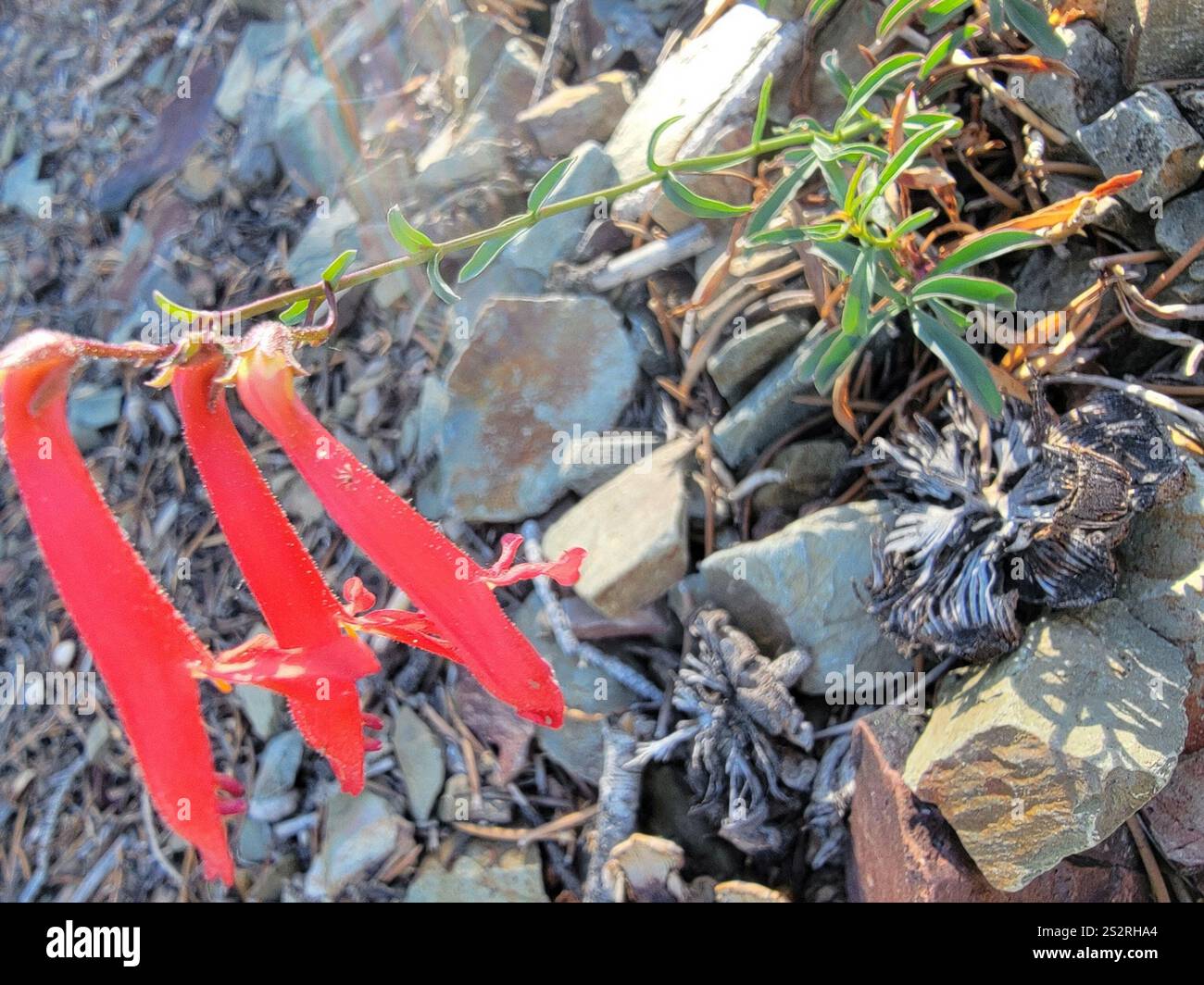 Bridges' penstemon (Penstemon rostriflorus Stock Photo - Alamy