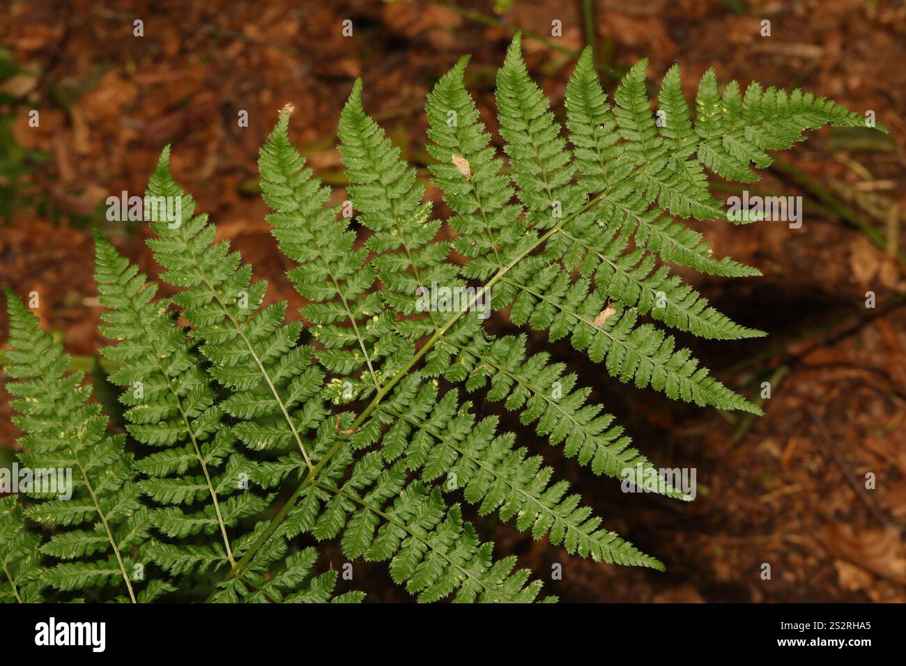 broad buckler-fern (Dryopteris dilatata Stock Photo - Alamy