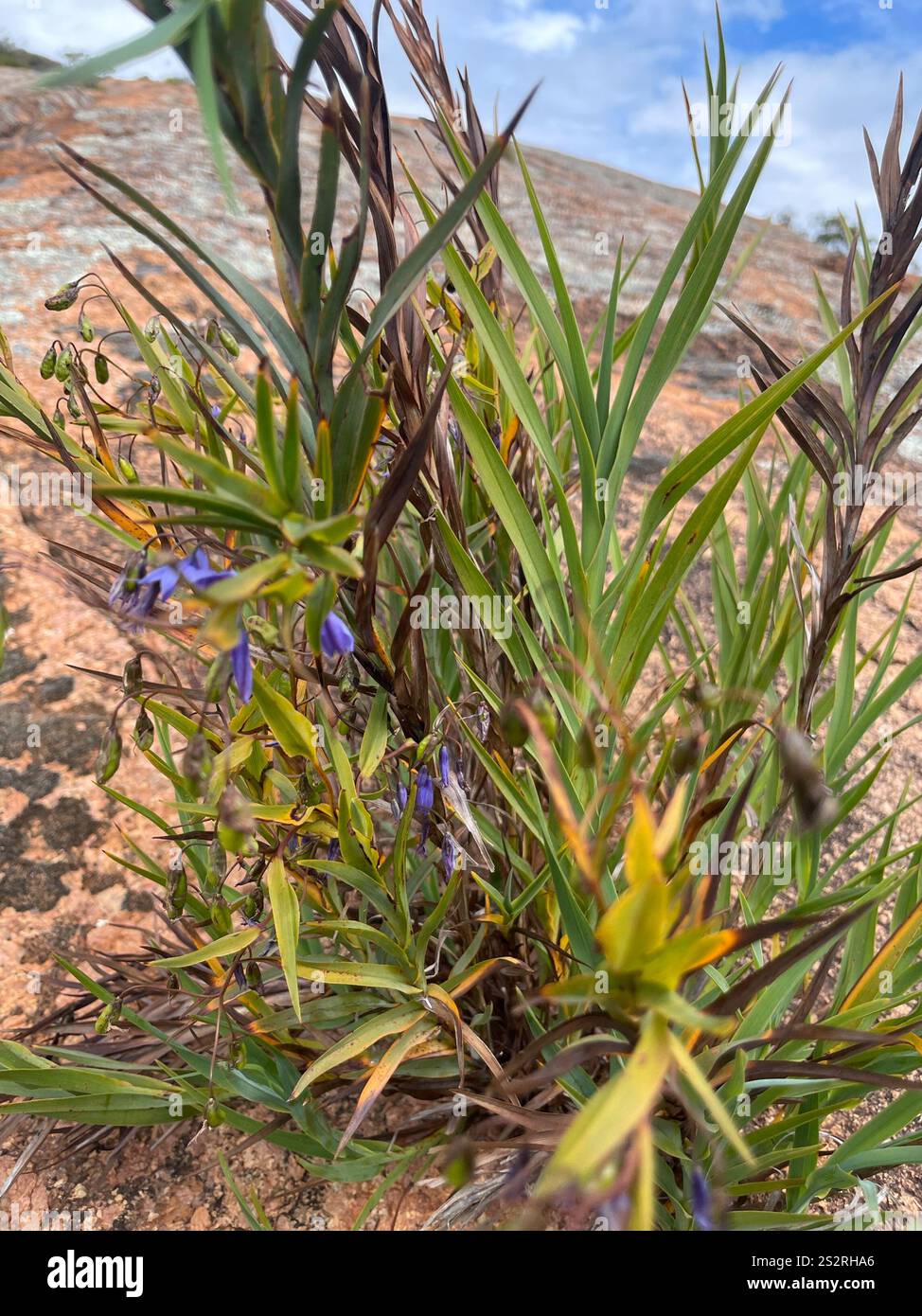 nodding blue lily (Stypandra glauca Stock Photo - Alamy