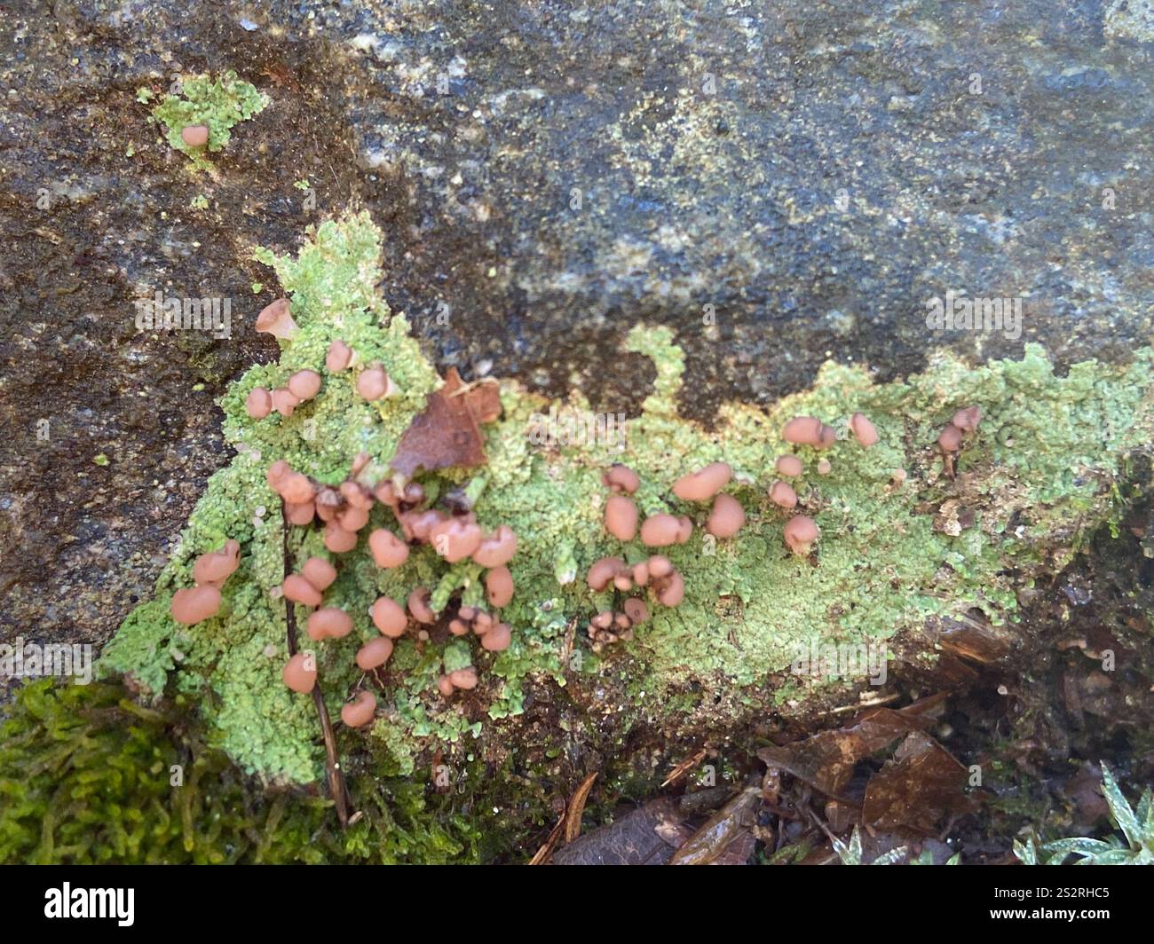 Brown Beret Lichen (Baeomyces rufus Stock Photo - Alamy