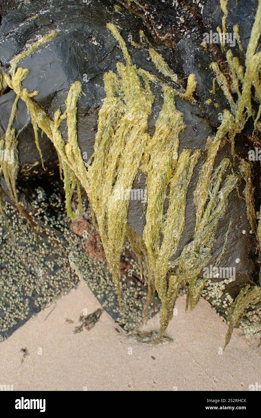 Cape Laver (Porphyra capensis Stock Photo - Alamy
