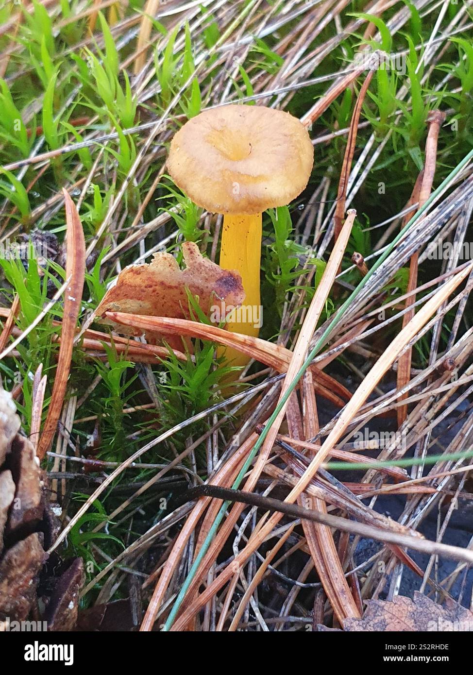 Yellowfoot (Craterellus tubaeformis Stock Photo - Alamy