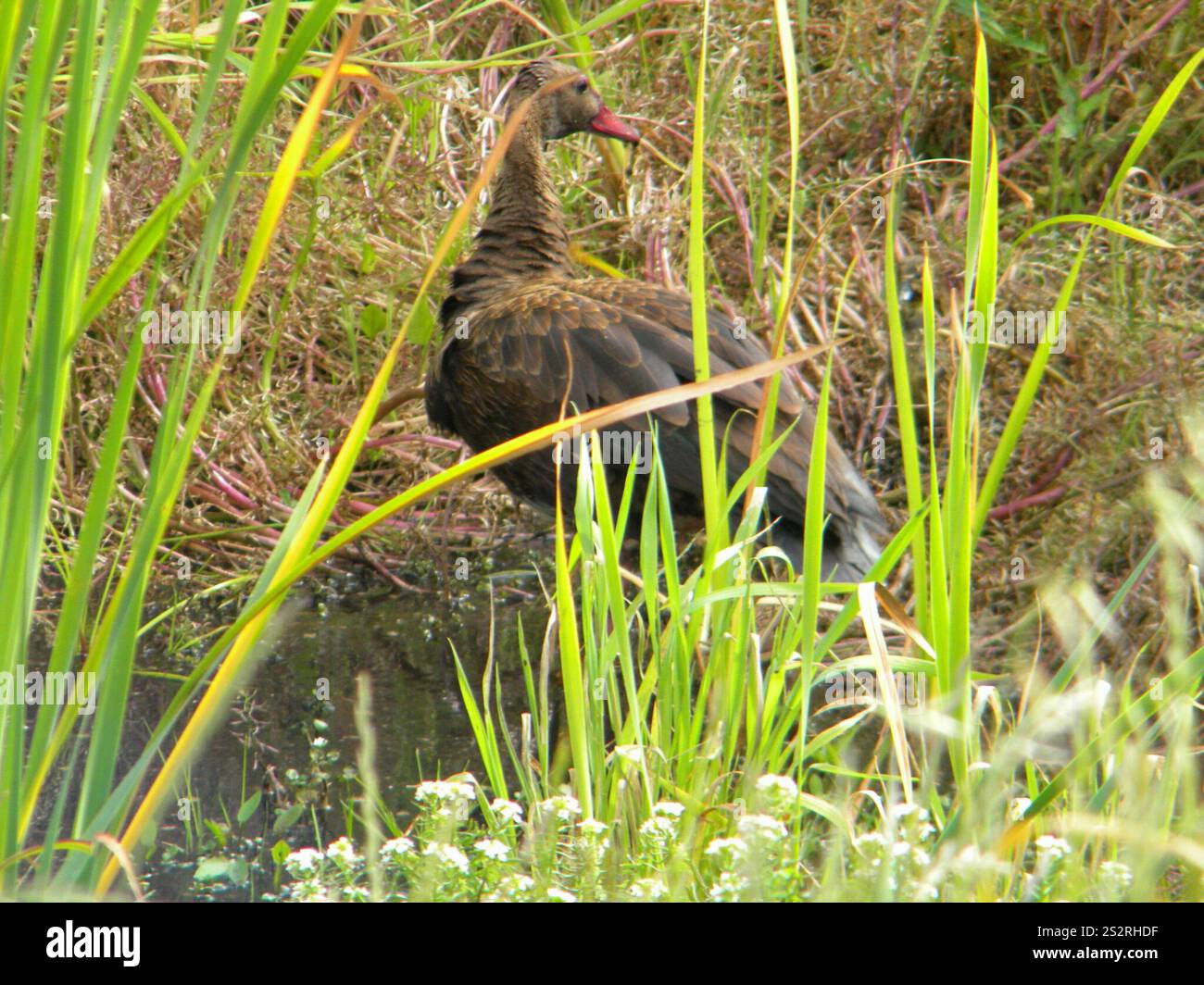 Southern Spur-winged Goose (Plectropterus gambensis niger Stock Photo ...