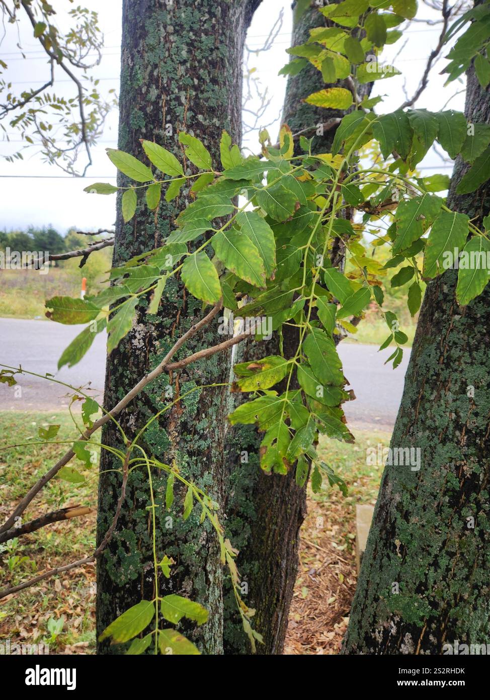 tree-of-heaven (Ailanthus altissima Stock Photo - Alamy